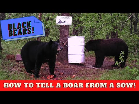 How to Tell a Black Bear Boar And Sow Apart - Gear Guide Pro