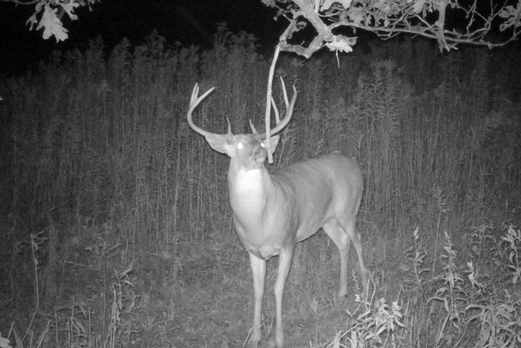 How Far Do Bucks Travel at Night? – Gear Guide Pro