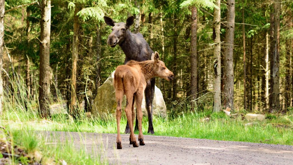 Why You Should Stay Away From Deer: The Dangers of Touching Them – Gear ...