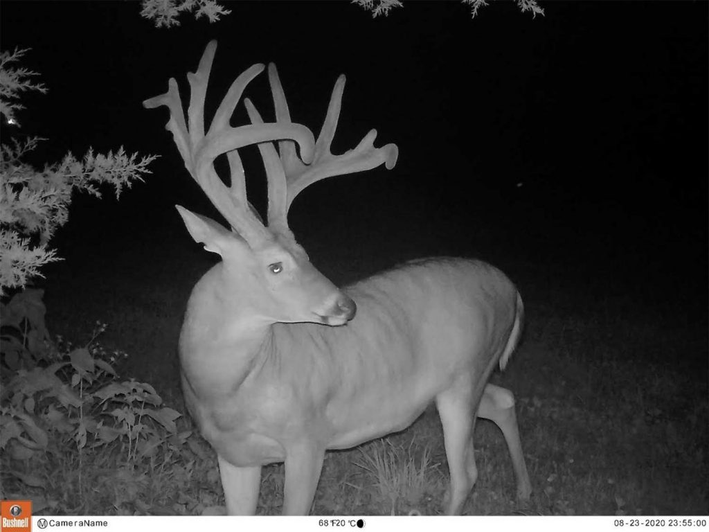How Old is a 6 Point Buck? Unveiling the Mystery of Age – Gear Guide Pro