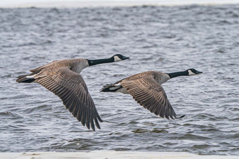 Goose Hunting California: Expert Tips and Best Locations – Gear Guide Pro