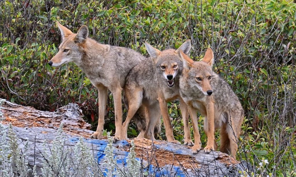 Mastering the Art: How to Hunt Coyotes in Georgia – Gear Guide Pro