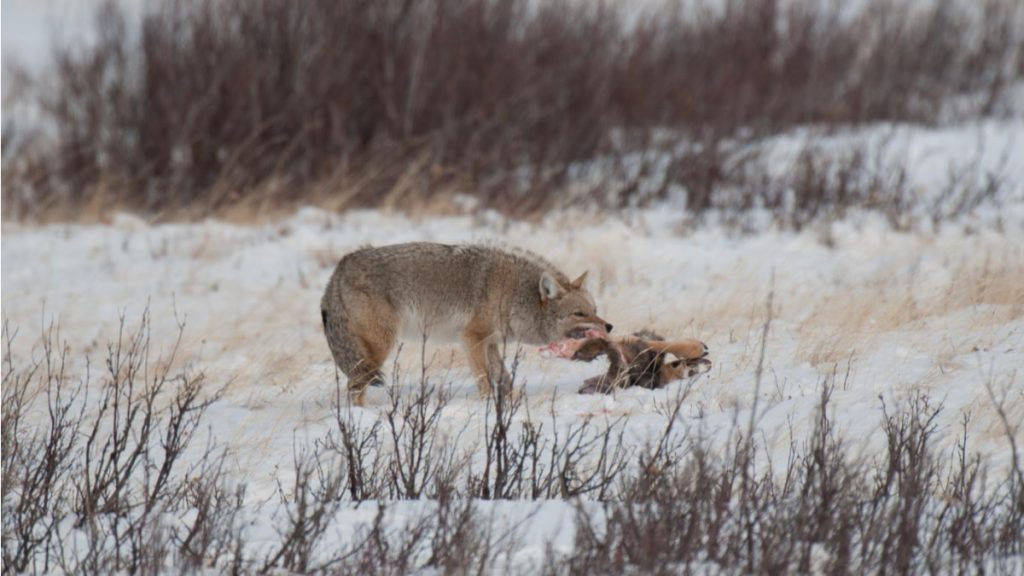 How to Hunt Coyotes in NC: Master the Art of Coyote Hunting - Gear ...